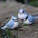 Blue Jay Wood Carving Bird Blue Jay Figurine Handmade Wood Bird ...