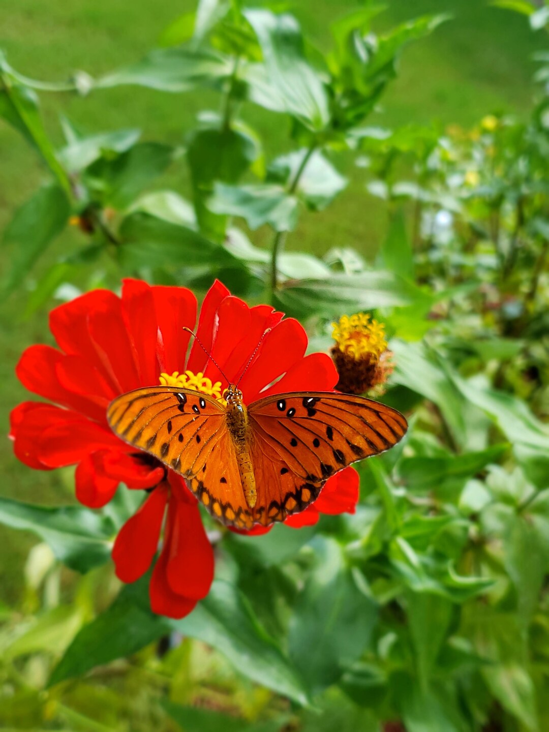 Butterfly on a Flower - Etsy
