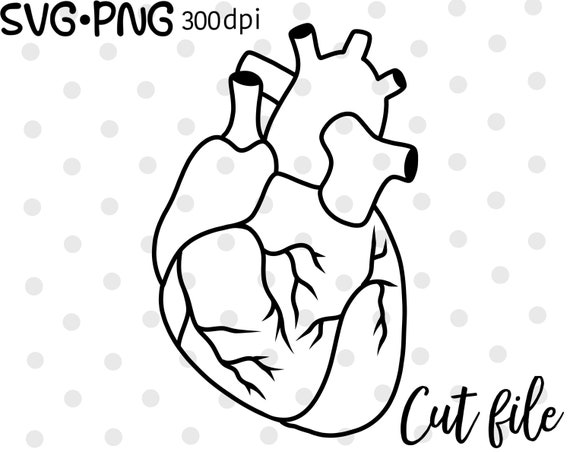 Anatomical Heart SVG File Set Anatomy Cutting File Cut File - Etsy ...
