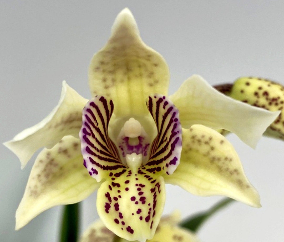 Den. Winter Pixie (mini Snowflake X Micro Chip). HUGE Plant. Dendrobium ...