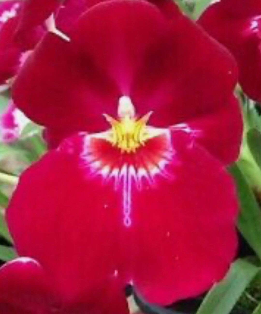 THREE Miltonopsis Pot Buster SPECIAL Huge Orchid Plants. Easy to Grow ...