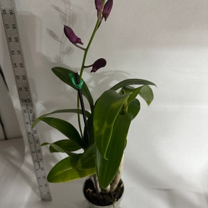 Dendrobium Popper Red Deep Color Orchid Plant Den - Etsy