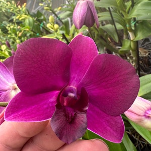 Dendrobium Popper Red Deep Color Orchid Plant Den - Etsy