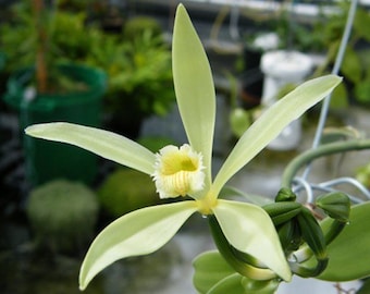 Green Variegated Vanilla Planifolia Species Orchid Plant Established ...