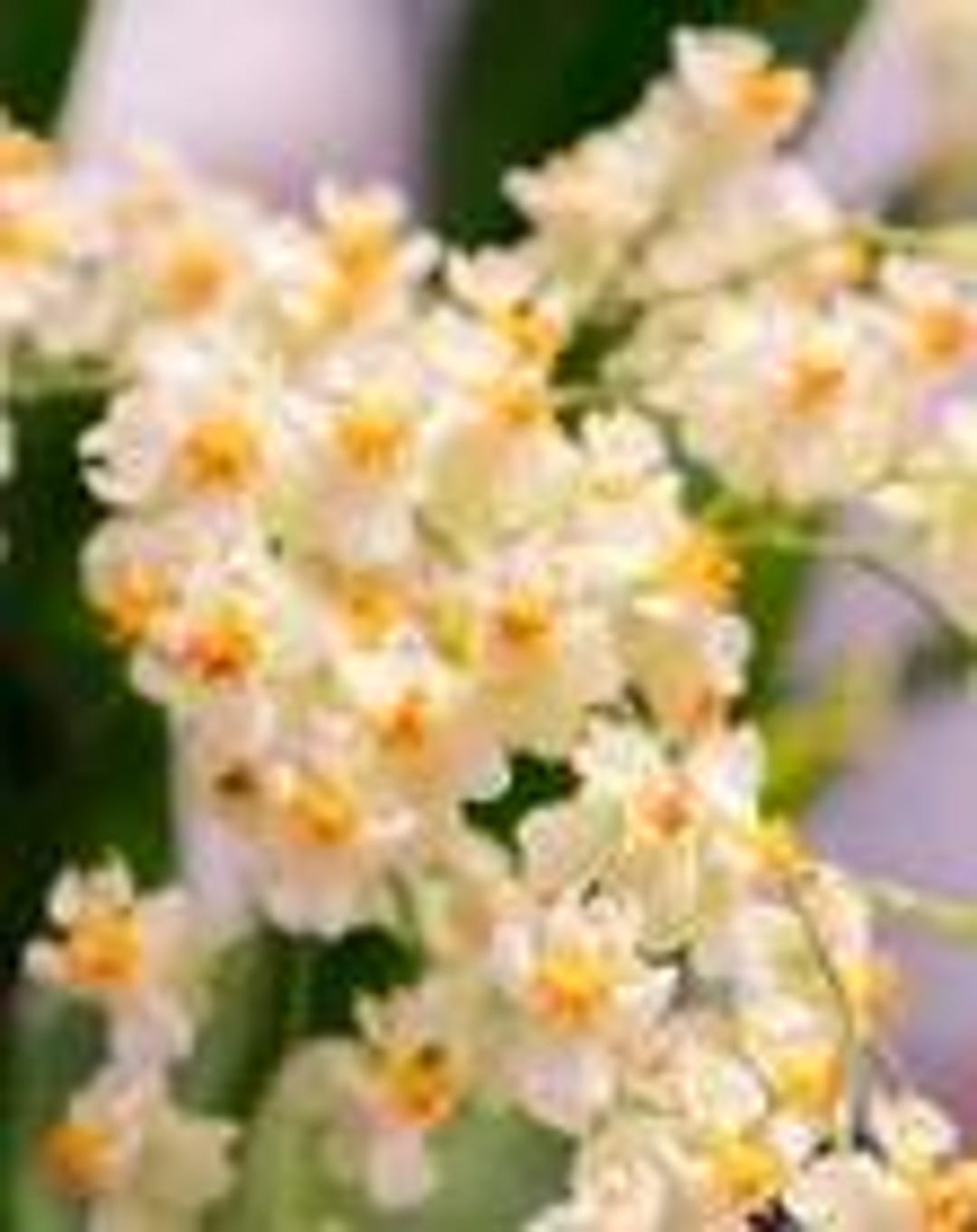 Oncidium Twinkle “white Shower” 2” Pot Orchid Plant - Etsy