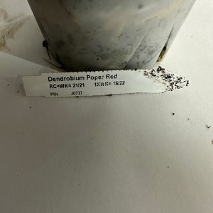 Dendrobium Popper Red Deep Color Orchid Plant Den - Etsy