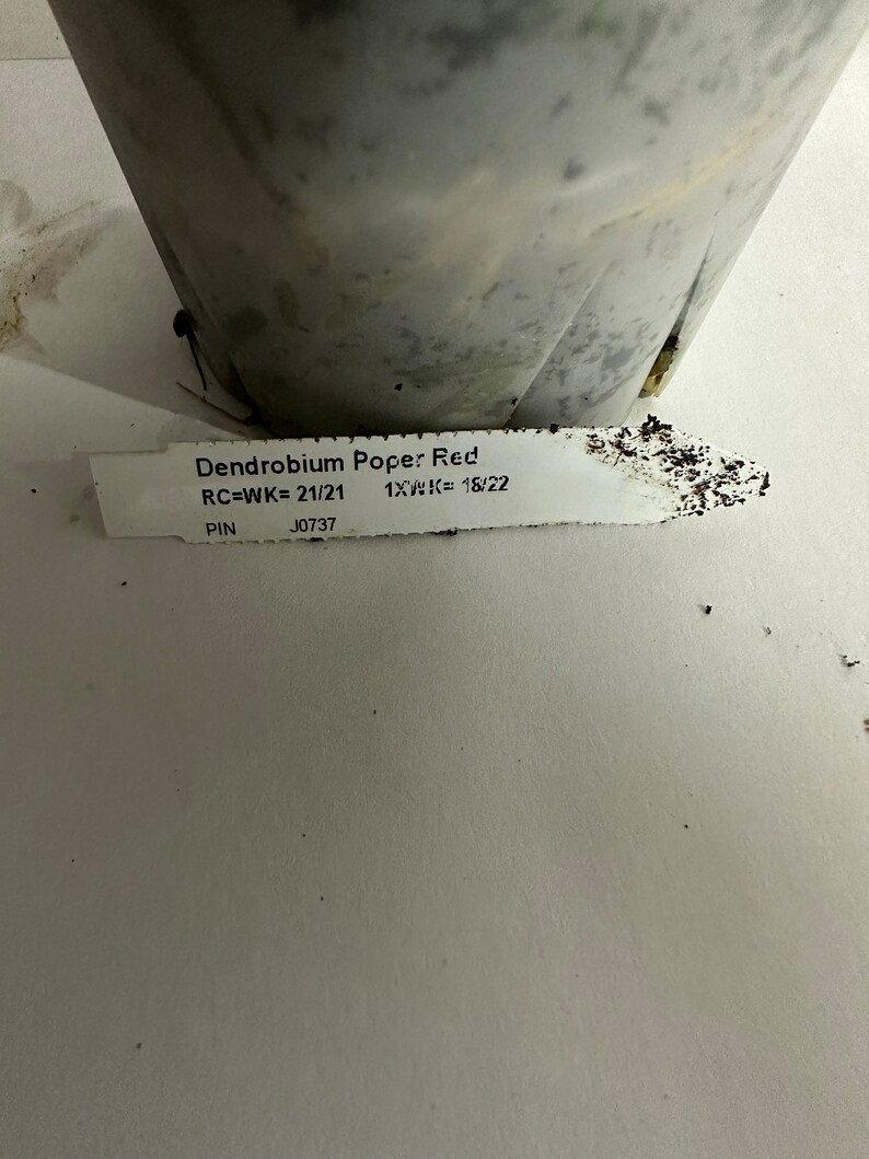 Dendrobium Popper Red Deep Color Orchid Plant Den - Etsy