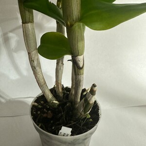 Dendrobium Popper Red Deep Color Orchid Plant Den - Etsy