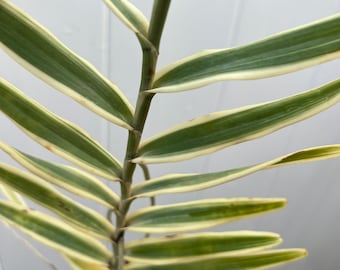 Dendrobium Popper Red Deep Color Orchid Plant Den - Etsy