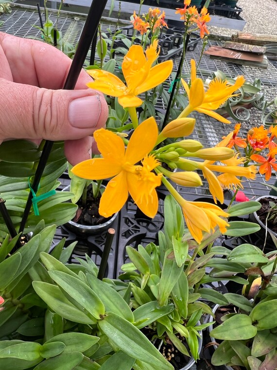 Epidendrum Reed Stem Orchid Plant YELLOW Terrestrial - Etsy