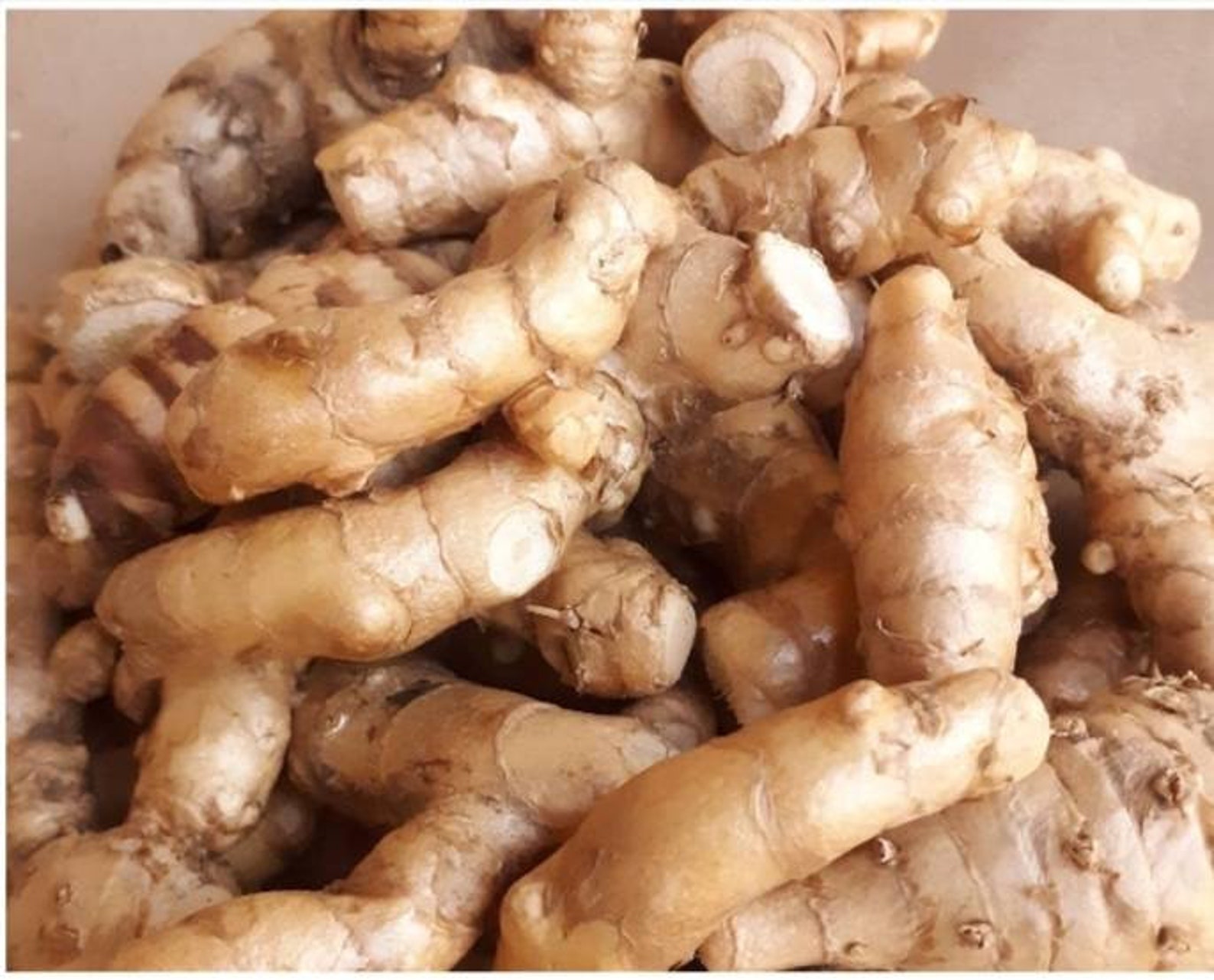 Fresh Organic White Turmeric Curcuma Zedoary 1.5lbs / 680g | Etsy