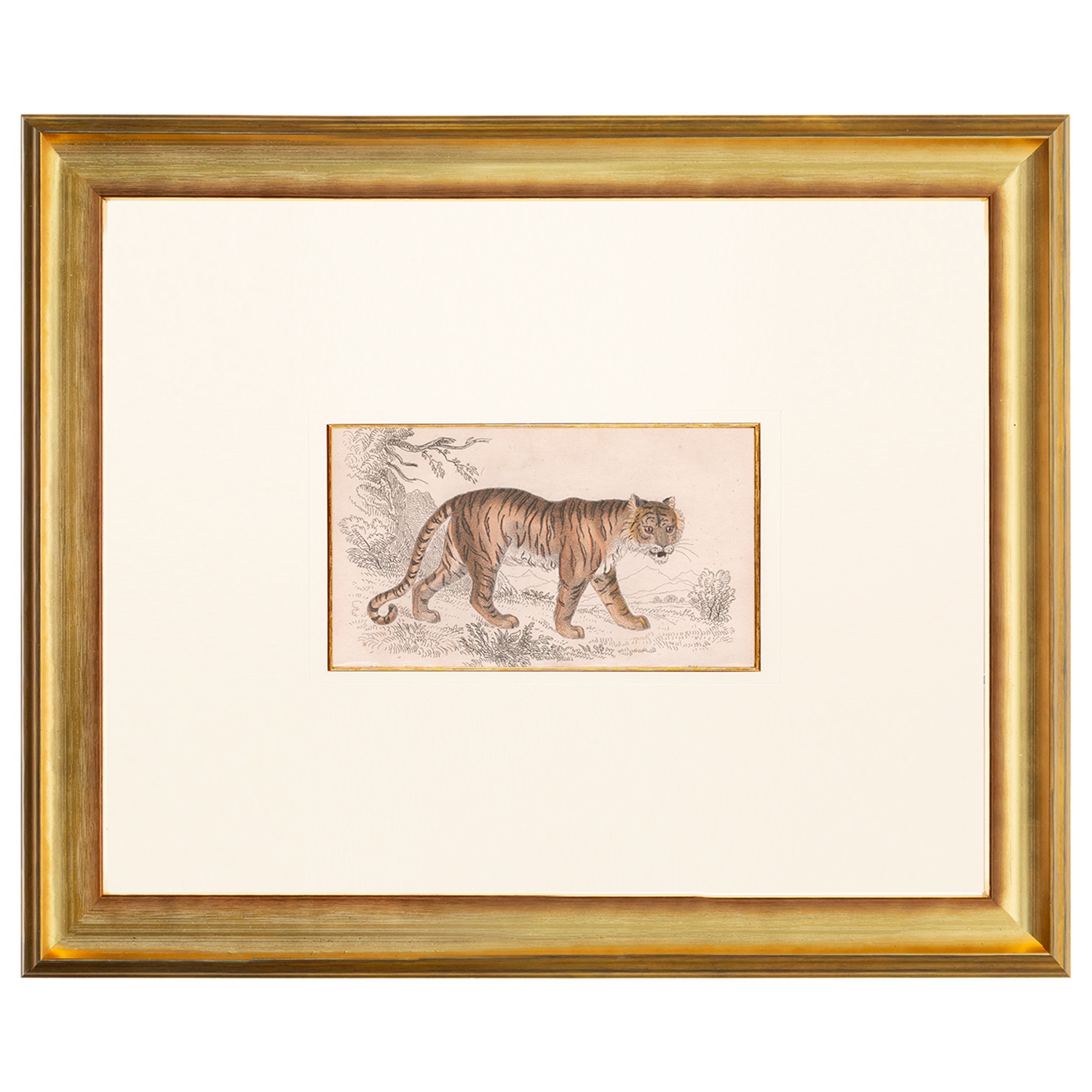 Antique Print 1833 Framed Antique Engraving Big Cats Art Hand-Coloured ...
