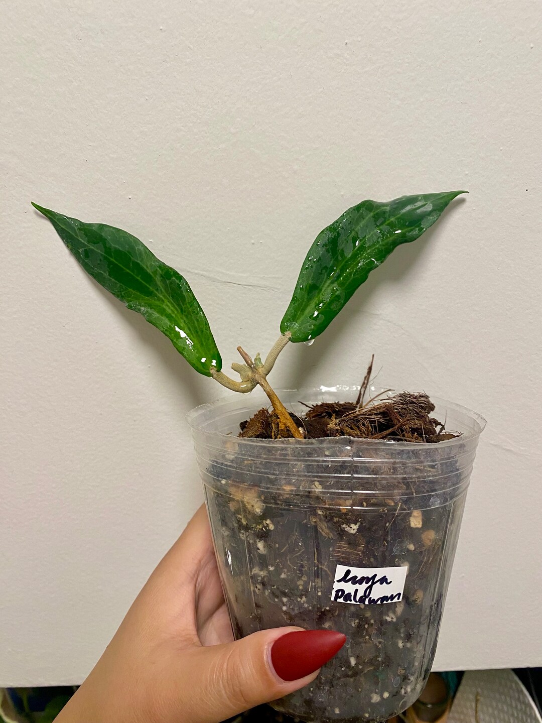 Hoya GPS 9076 Palawan 4 Pot Rooted in Soil - Etsy