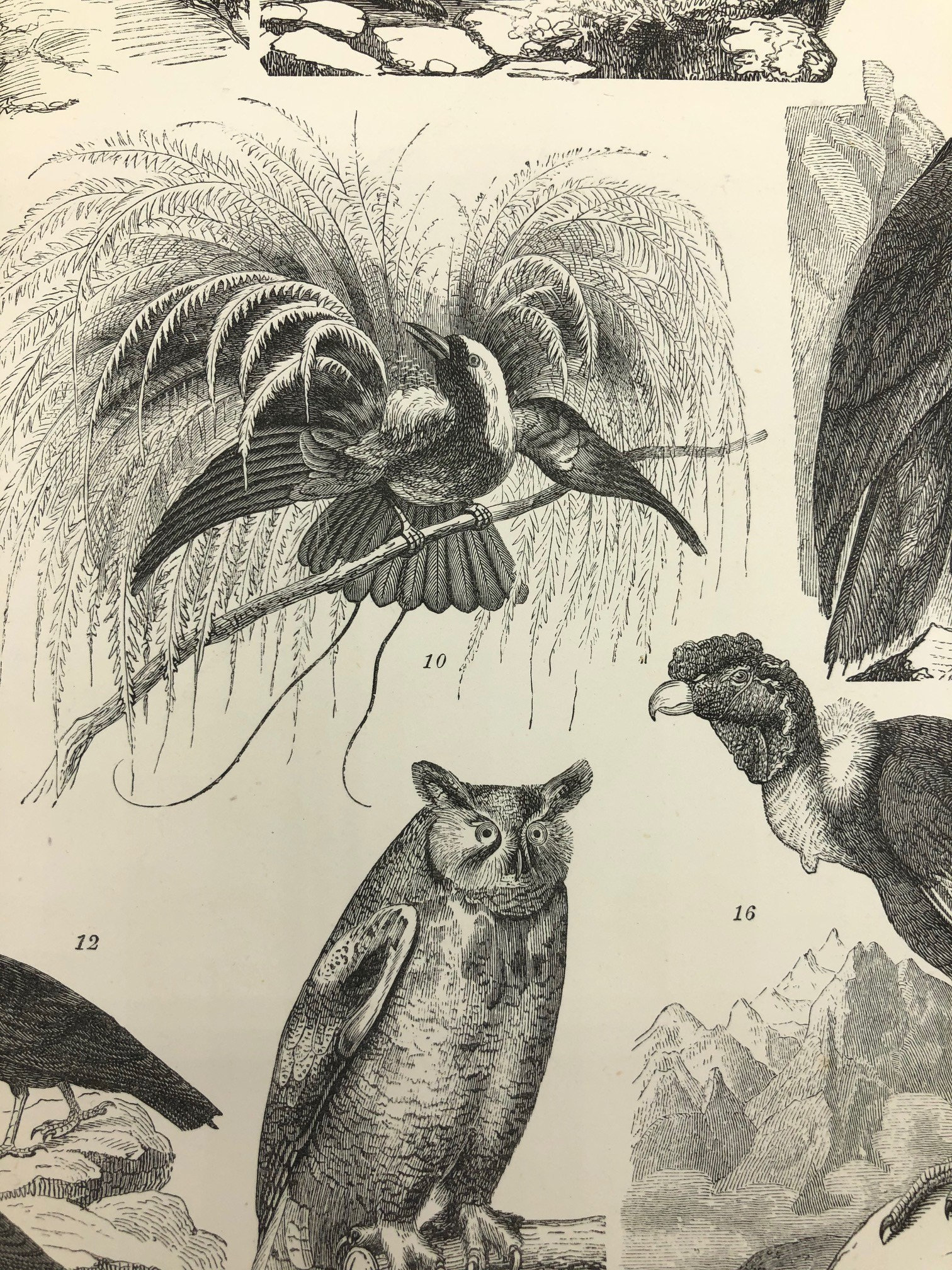 Ornithology - Perching & Rapacious Birds. Antique Print 1875. - Etsy UK