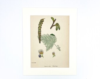 White Poplar Print Original Antique Botanical Print 1880s - Etsy