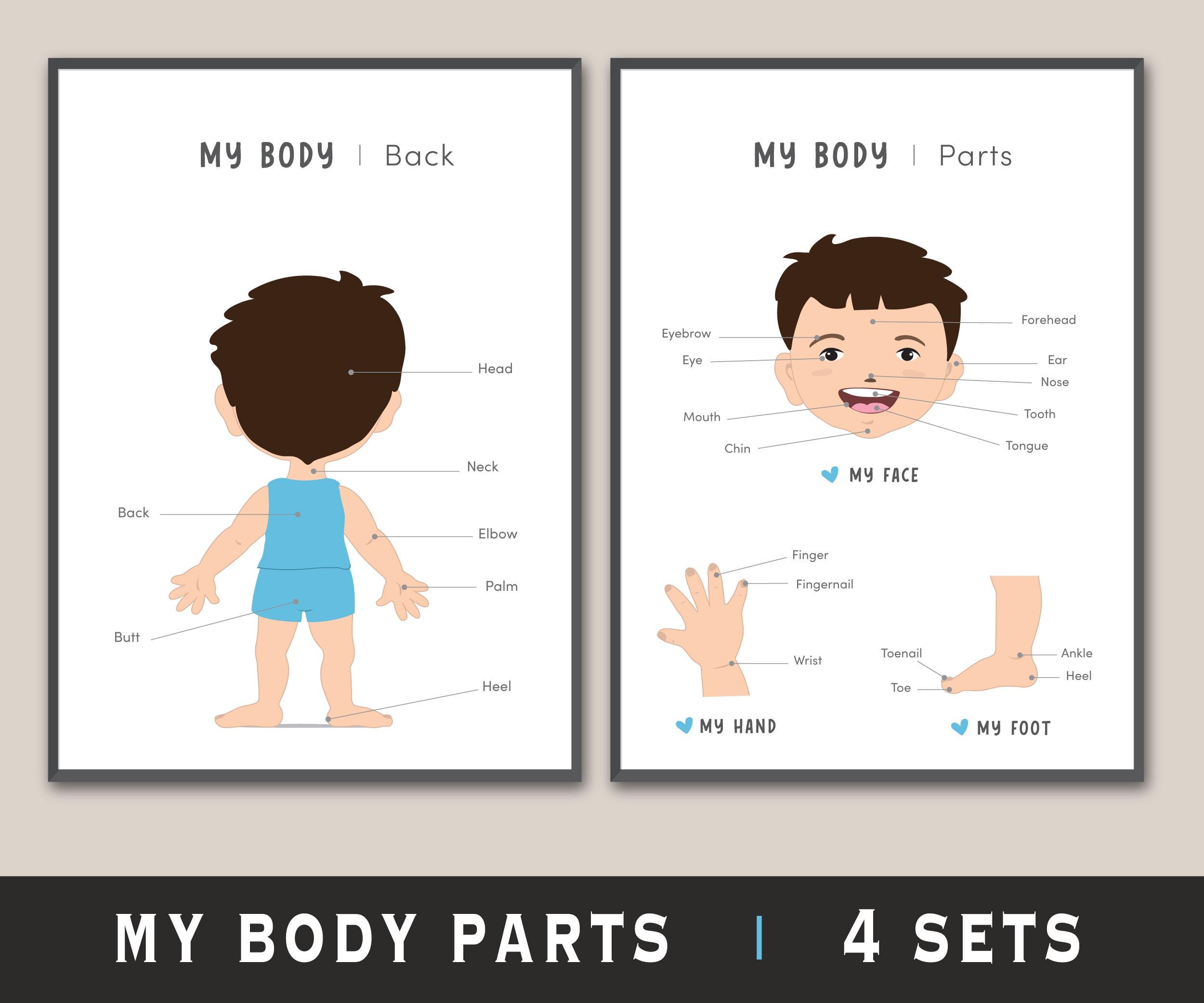 Boy Body Anatomy Wall Posters, Preschool Boy Body Parts Printable, Kids ...