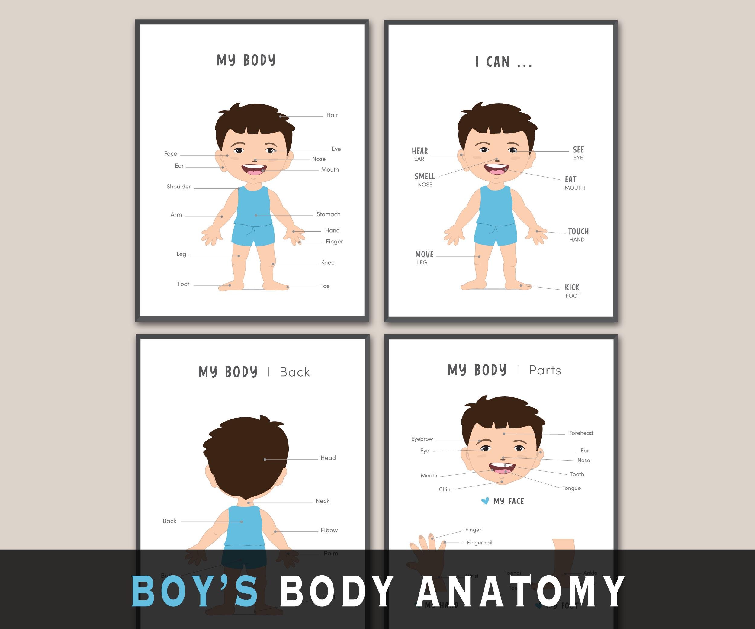 Boy Body Anatomy Wall Posters, Preschool Boy Body Parts Printable, Kids ...
