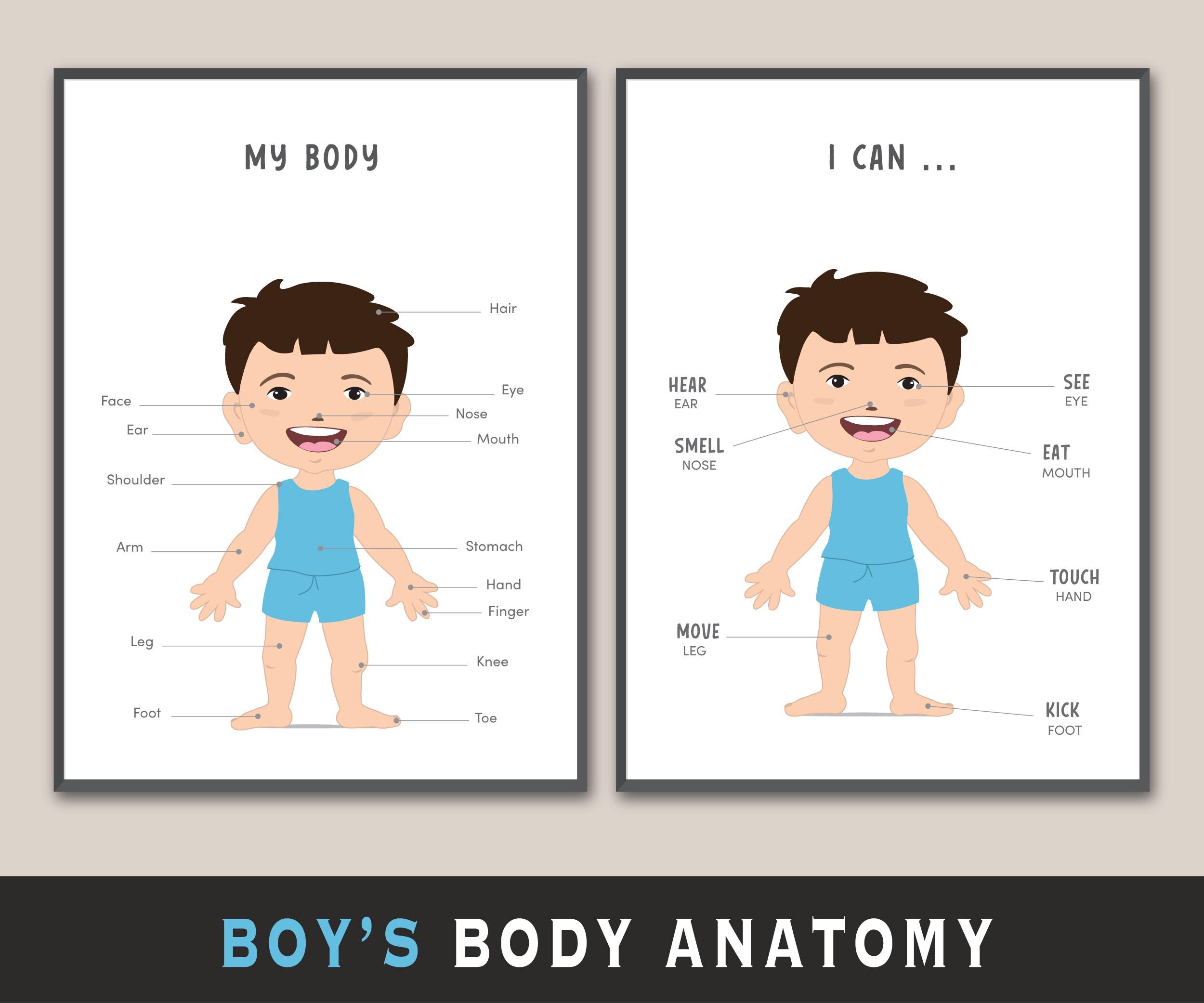 Boy Body Anatomy Wall Posters, Preschool Boy Body Parts Printable, Kids ...