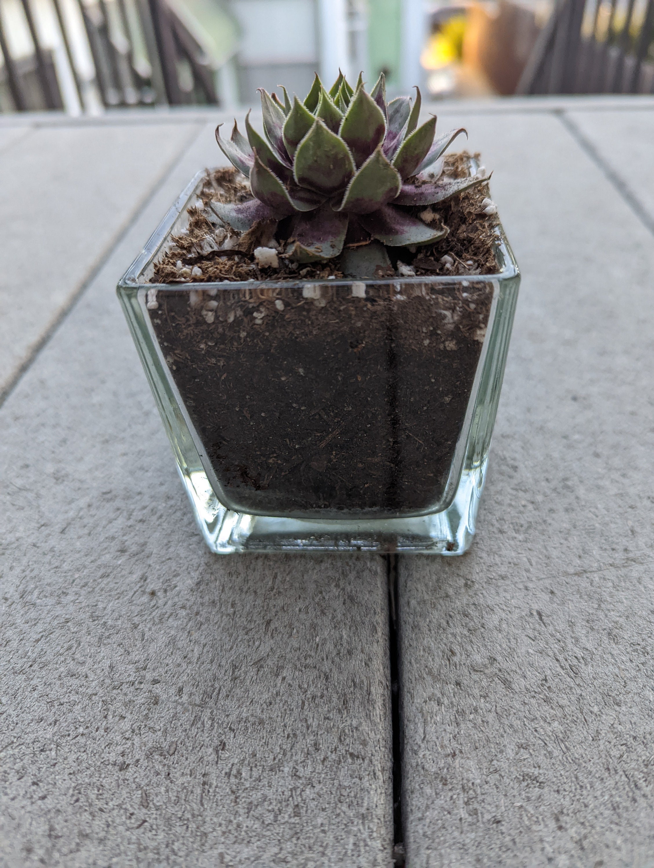 Sempervivum Moon Succulent - Etsy