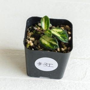 Hoya 'mathilde' (inner Variegated) | 2-inch | Exact Plant | Free Live ...