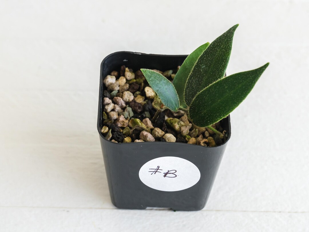 Hoya Patella Pink | 2-inch | Exact Plant | Free Live Arrival Guarantee ...