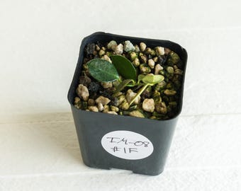 Hoya IM-08 PNG With Peduncles Papua New Guinea extremely Rare Hoya ...