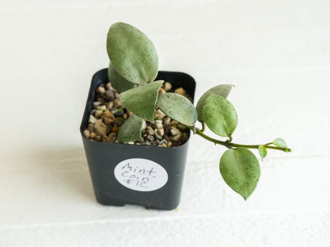 Hoya Lacunosa Silver Mint Coin 2-inch - Etsy