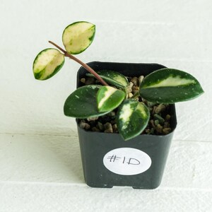 Hoya 'mathilde' (inner Variegated) | 2-inch | Exact Plant | Free Live ...