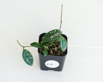Hoya Lima Splash - Etsy