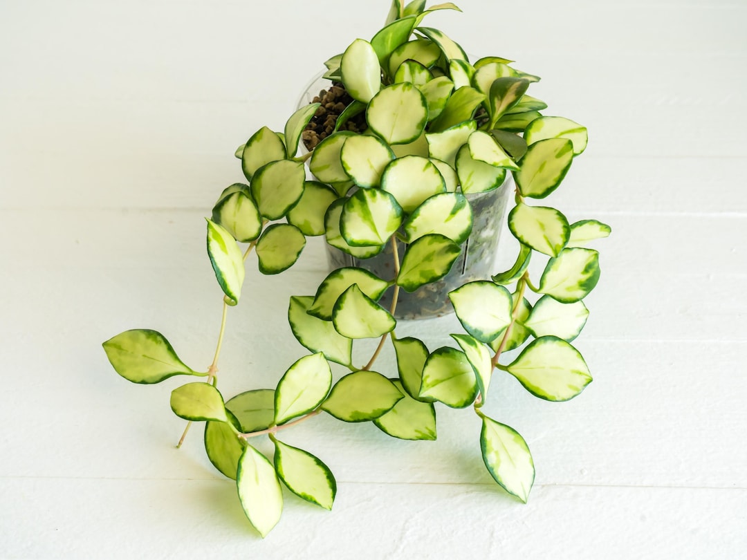 Hoya Heuschkeliana Variegata Inner Variegated 3-inch - Etsy