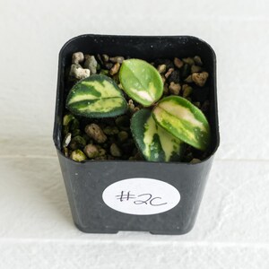 Hoya 'mathilde' (inner Variegated) | 2-inch | Exact Plant | Free Live ...
