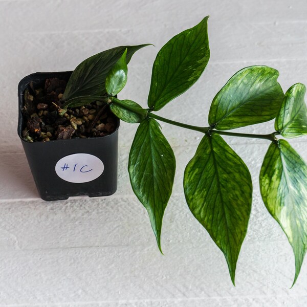 Fishtail Hoya - Etsy