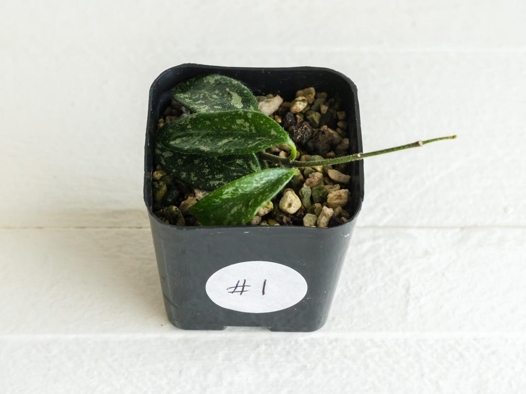 Hoya Lima (splash) | 2-inch | Exact Plant | Free Live Arrival Guarantee ...