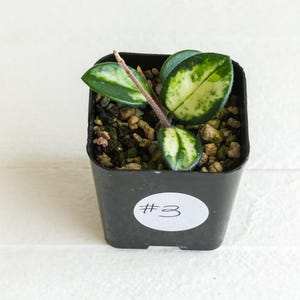 Hoya 'mathilde' (inner Variegated) | 2-inch | Exact Plant | Free Live ...