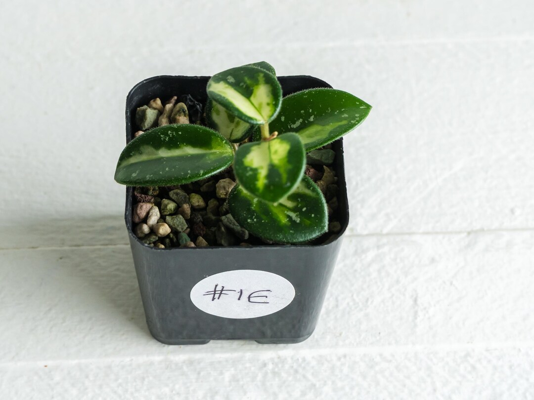 Hoya 'mathilde' (inner Variegated) | 2-inch | Exact Plant | Free Live ...