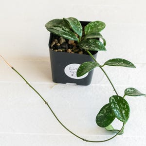 Hoya Lima splash 2-inch - Etsy