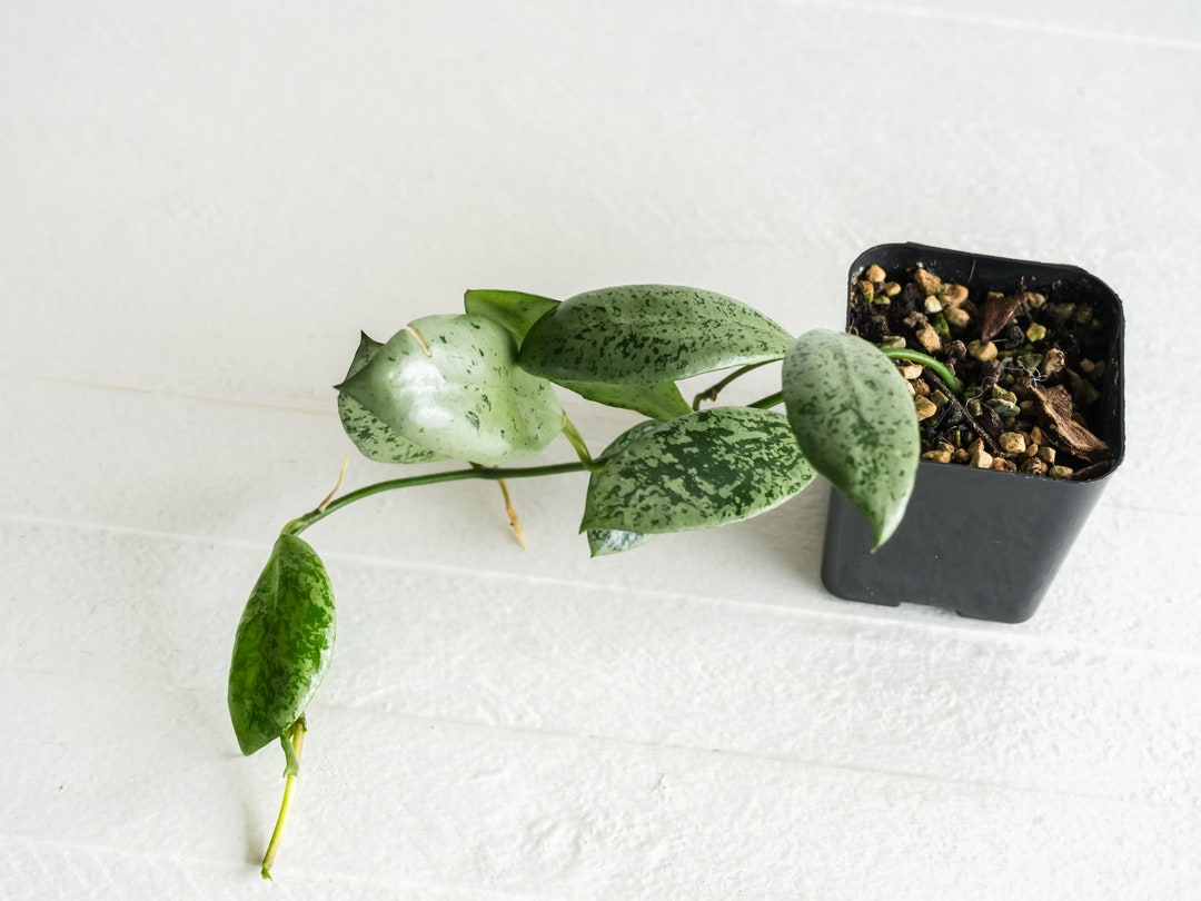 Hoya Lacunosa Leopard Skin 2-inch Exact House Plant - Etsy