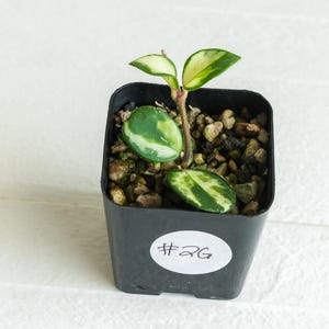 Hoya 'mathilde' (inner Variegated) | 2-inch | Exact Plant | Free Live ...