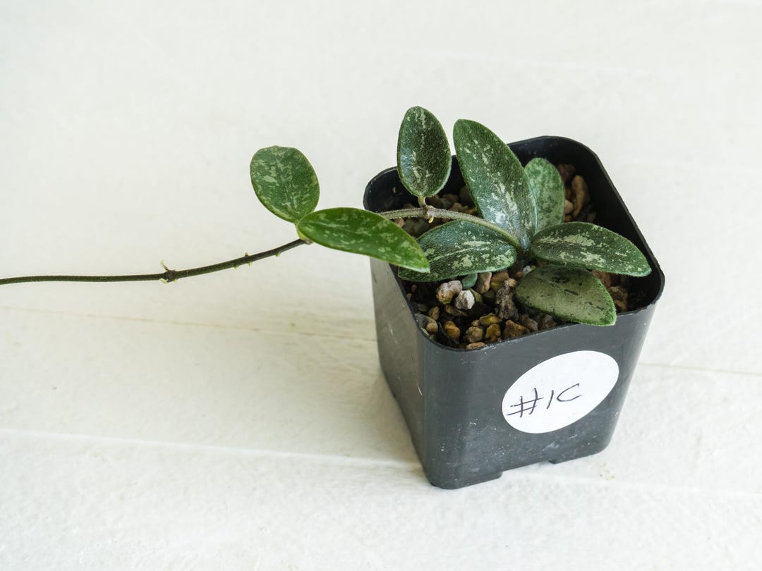 Hoya Lima (splash) | 2-inch | Exact Plant | Free Live Arrival Guarantee ...