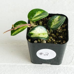 Hoya 'mathilde' (inner Variegated) | 2-inch | Exact Plant | Free Live ...