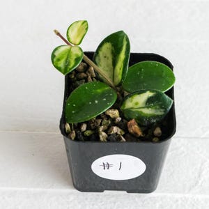 Hoya 'mathilde' (inner Variegated) | 2-inch | Exact Plant | Free Live ...