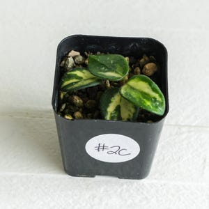 Hoya 'mathilde' (inner Variegated) | 2-inch | Exact Plant | Free Live ...