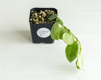 HoyaTreasures - Etsy