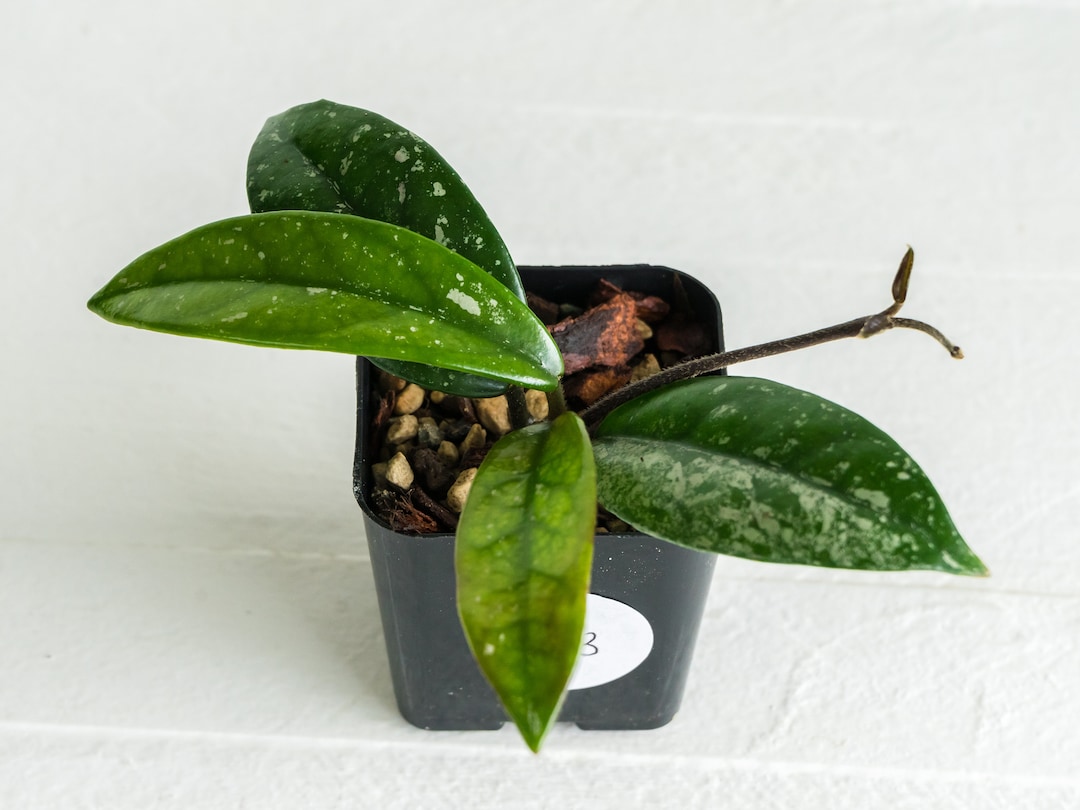 Hoya Carnosa Wilbur Graves China 2-inch Exact House Plant Rooted ...