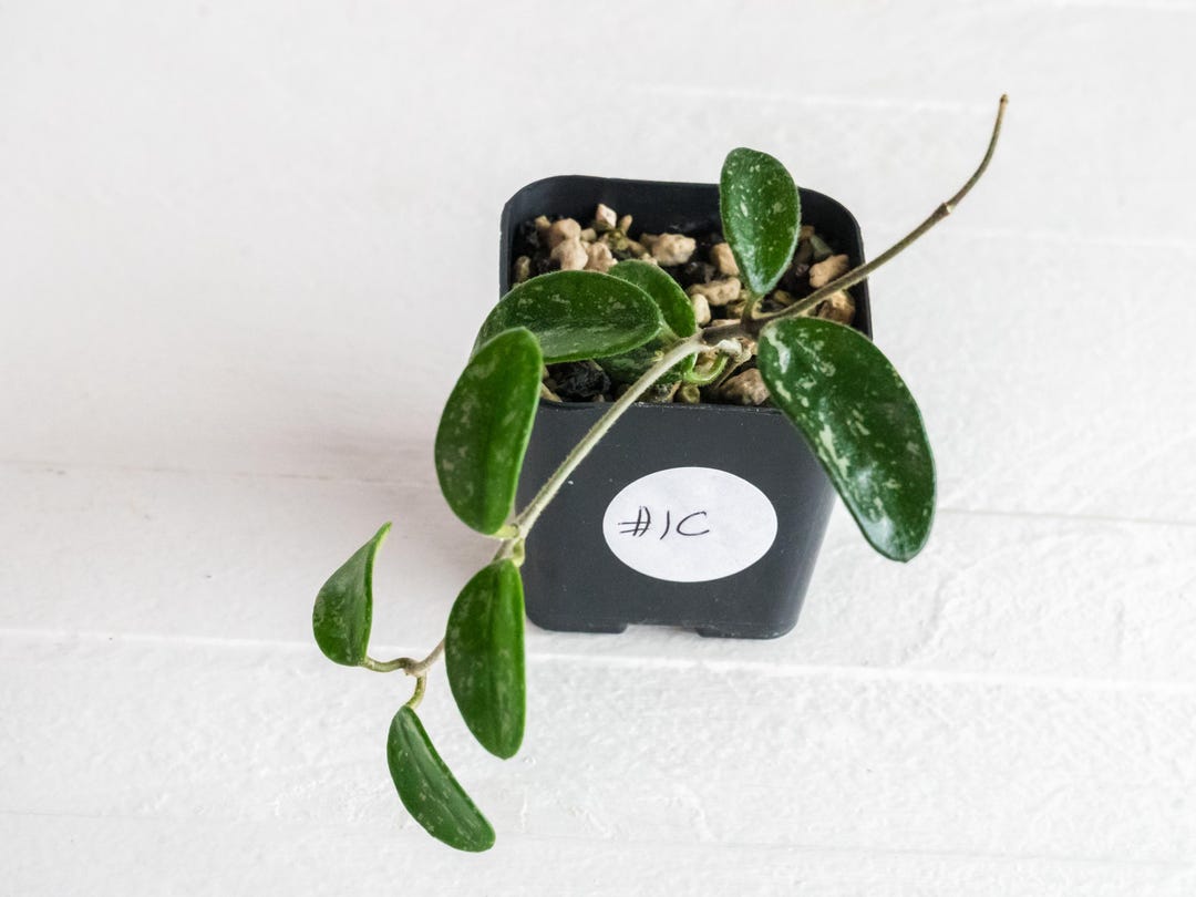 Hoya Lima splash 2-inch - Etsy