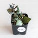 Hoya Lima splash 2-inch - Etsy