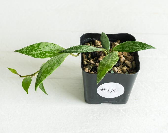 Hoya Biakensis Splash - Etsy