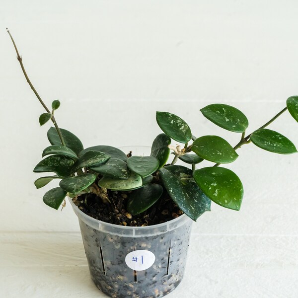 Hoya Mathilde - Etsy