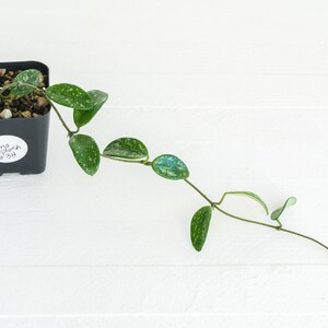 Hoya Lima splash 2-inch - Etsy
