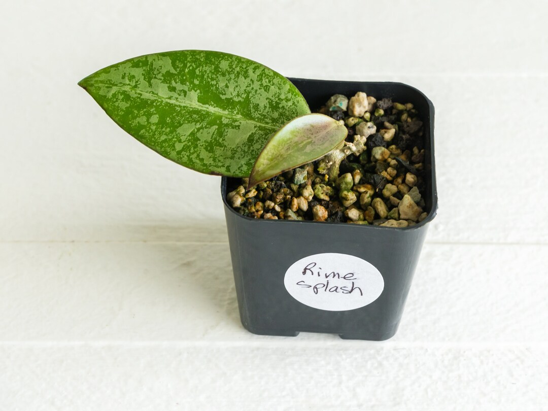 Hoya Rime Splash 2-inch - Etsy